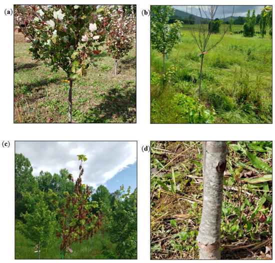Type of Stress Induces Differential Responses in Acer rubrum (Red Maple ...