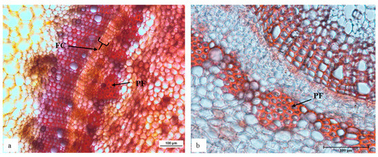 Structural Disparity of Avocado Rootstocks In Vitro for Rooting and ...