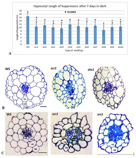 SCR Suppressor Mutants: Role in Hypocotyl Gravitropism and Root Growth ...