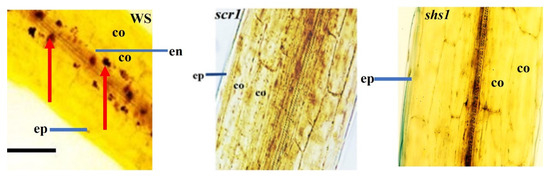 SCR Suppressor Mutants: Role in Hypocotyl Gravitropism and Root Growth ...