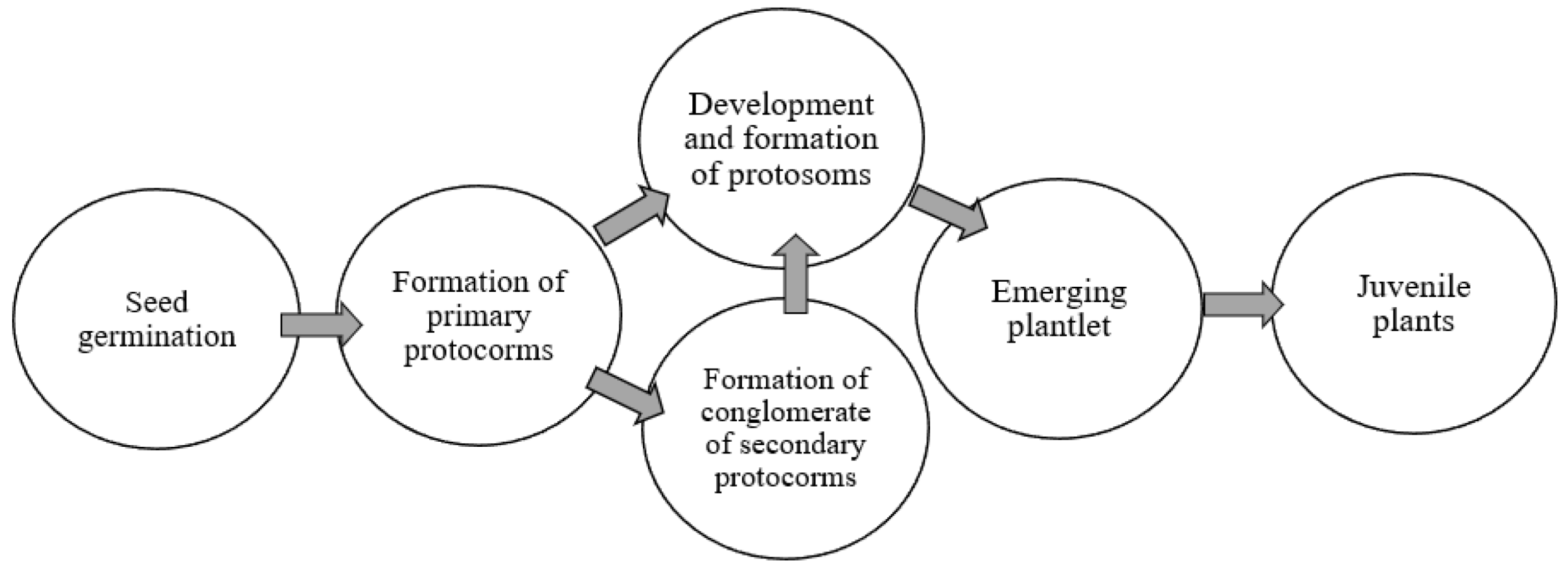 Clonal Micropropagation of Cymbidium erythrostylum Rolfe