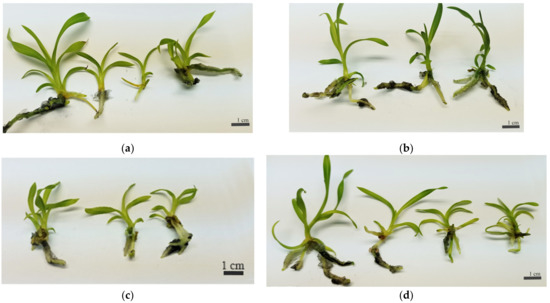 Clonal Micropropagation of Cymbidium erythrostylum Rolfe
