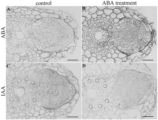 Root ABA Accumulation Delays Lateral Root Emergence in Osmotically ...