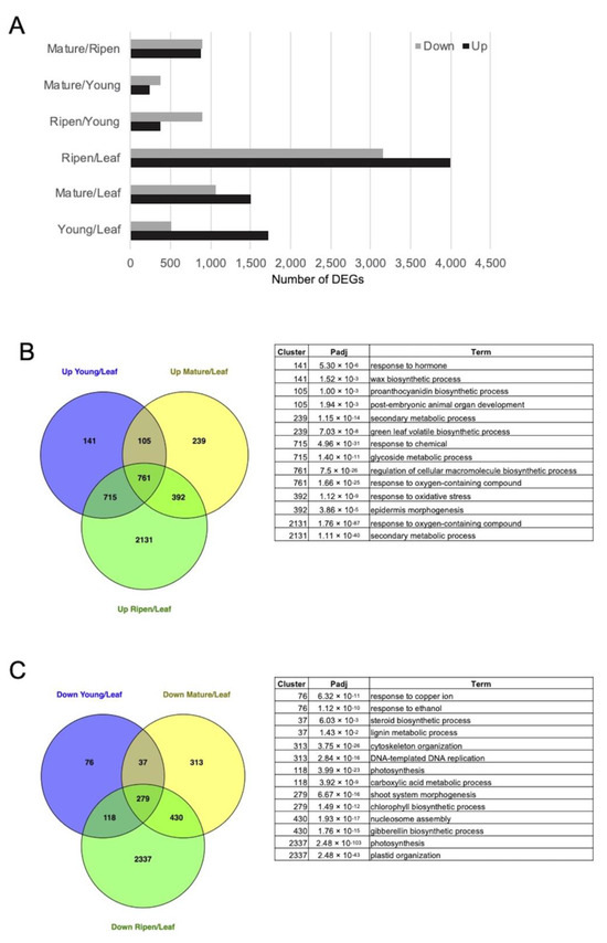 Comparative Transcriptome Analysis Reveals Genes Associated with ...