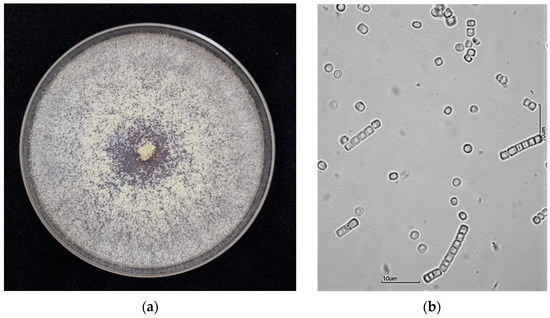 Scytalidium cuboideum Inhibits Shiitake Mycelial Growth and Causes Pink ...