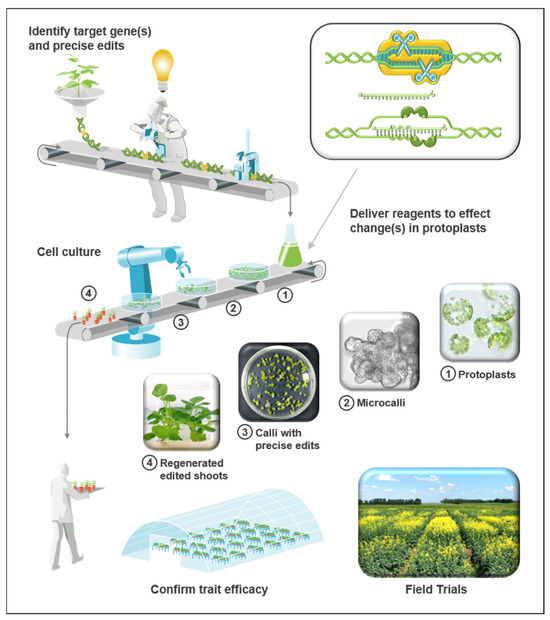 Industrial Scale Gene Editing in Brassica napus