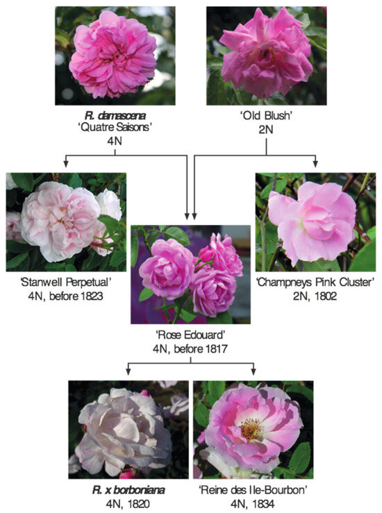 On the Origin of Cultivated Roses: DNA Authentication of the Bourbon ...