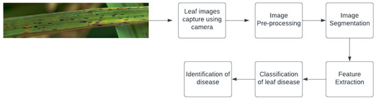 IJPB | Free Full-Text | Machine Learning and Image Processing Techniques for Rice Disease ...