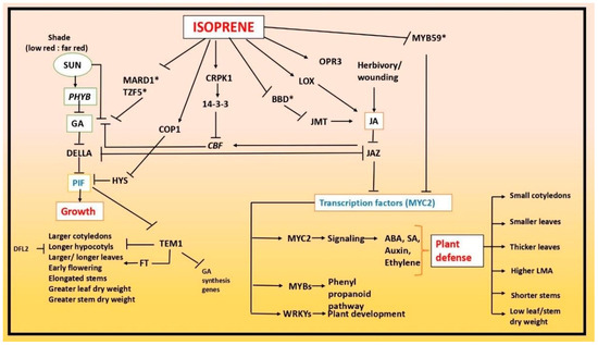 Isoprene: An Antioxidant to Guard Plants against Stress