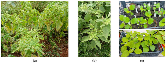 Eggplant Little Leaf-Associated Phytoplasma Detection in Seedlings ...