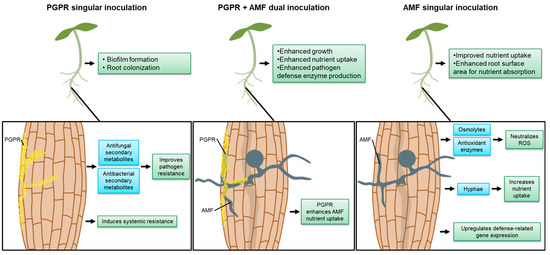 Synergism or Antagonism: Do Arbuscular Mycorrhizal Fungi and Plant ...