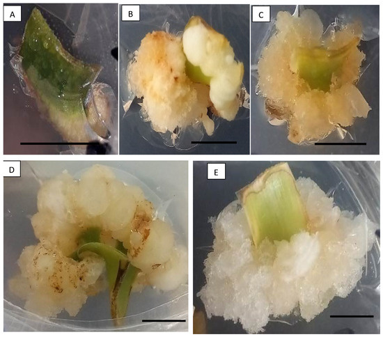 Effect of Different Media and Plant Hormone Concentrations on Callus ...