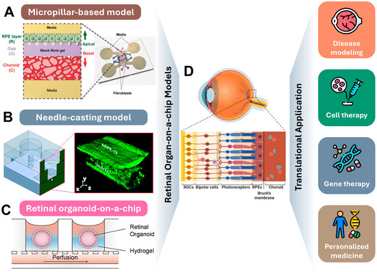 Advances in Ophthalmic Organ-on-a-Chip Models: Bridging Translational ...