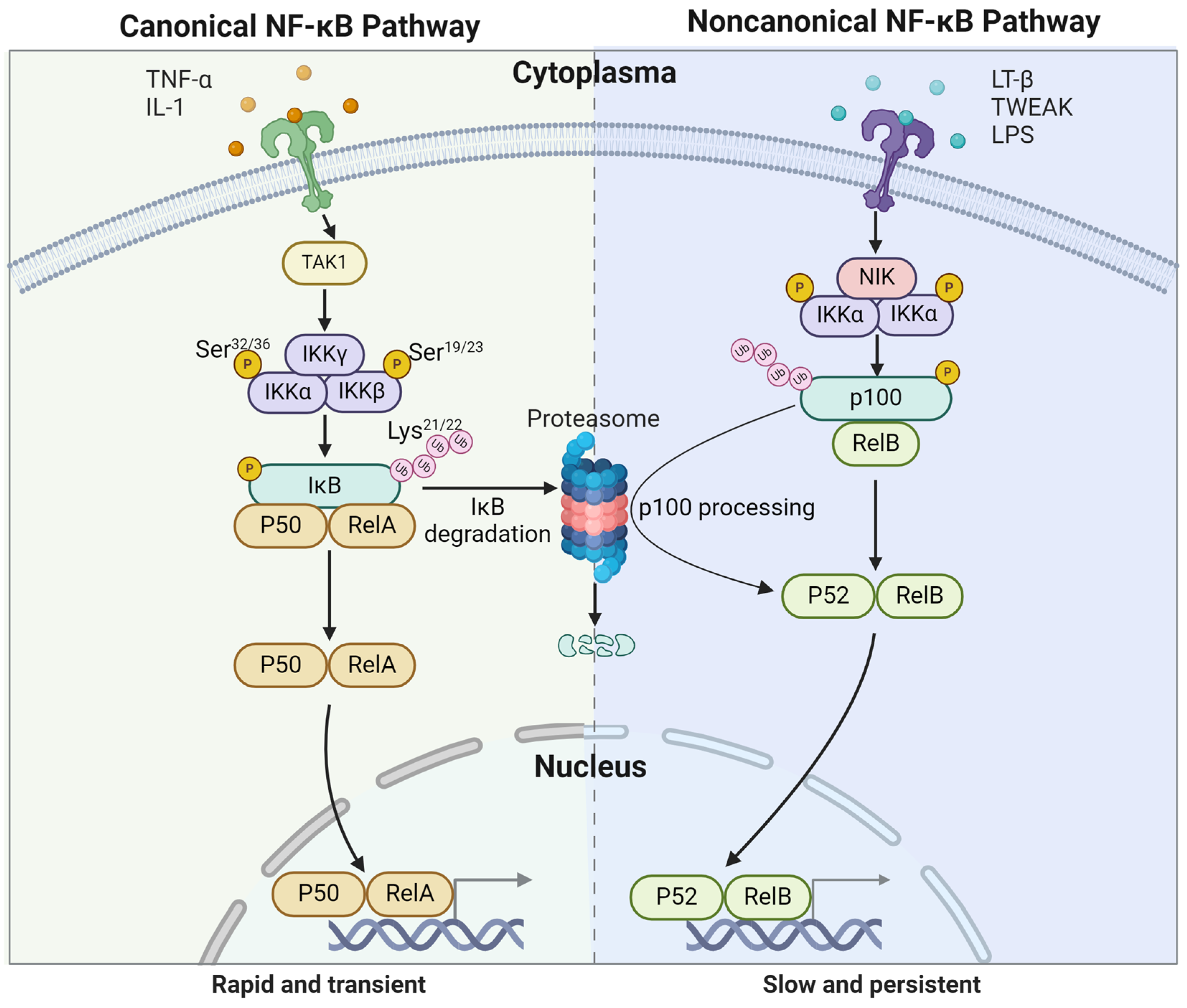 The Druggable Target Potential of NF-κB-Inducing Kinase (NIK) in Cancer