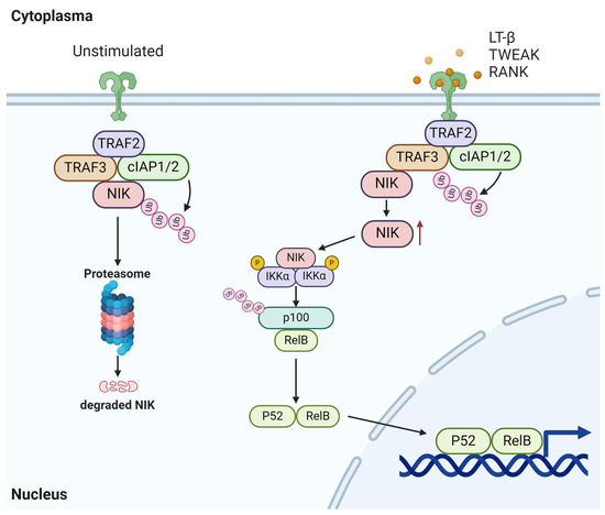 The Druggable Target Potential of NF-κB-Inducing Kinase (NIK) in Cancer