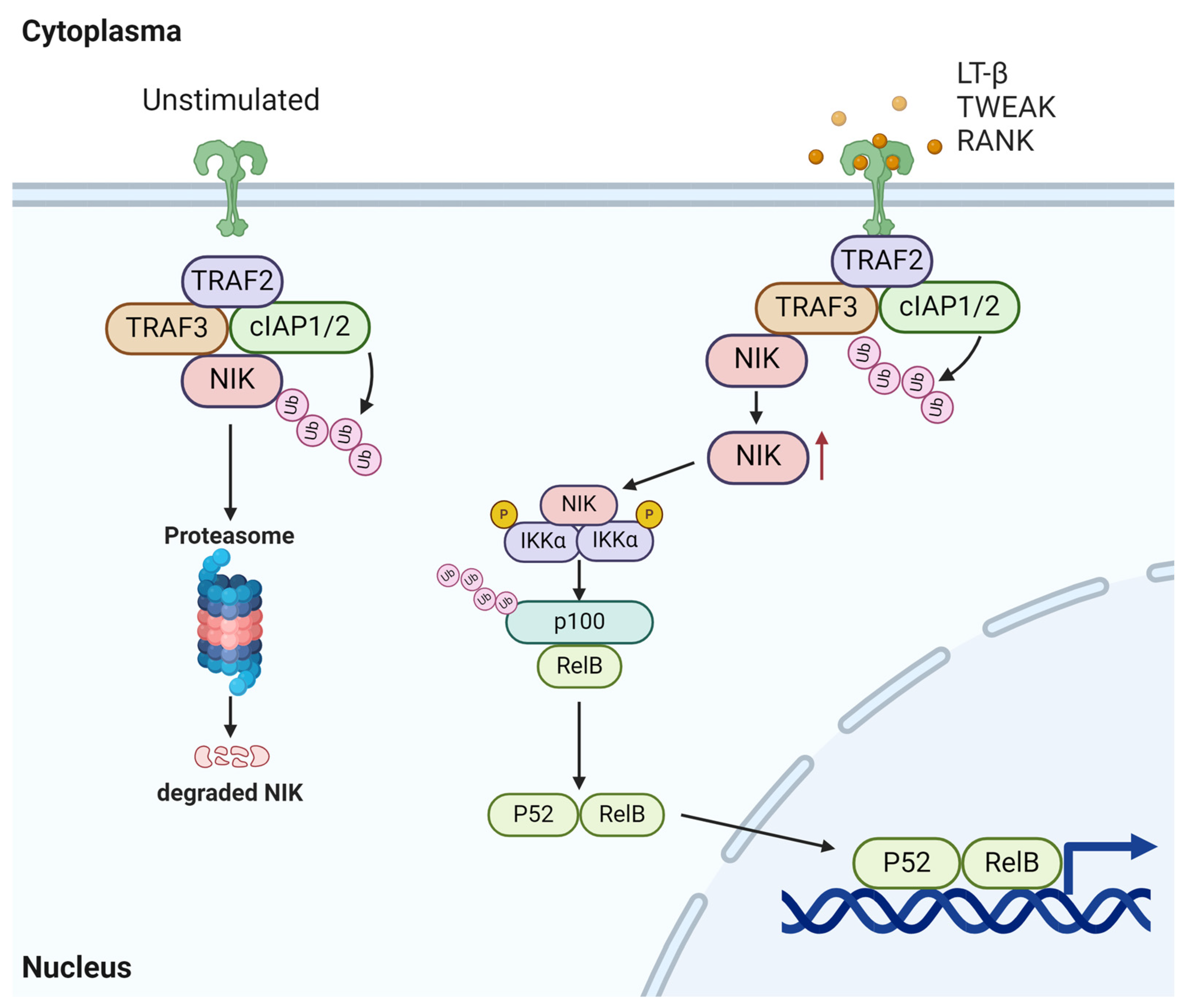 The Druggable Target Potential of NF-κB-Inducing Kinase (NIK) in Cancer