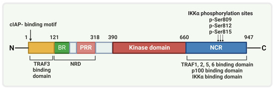 The Druggable Target Potential of NF-κB-Inducing Kinase (NIK) in Cancer