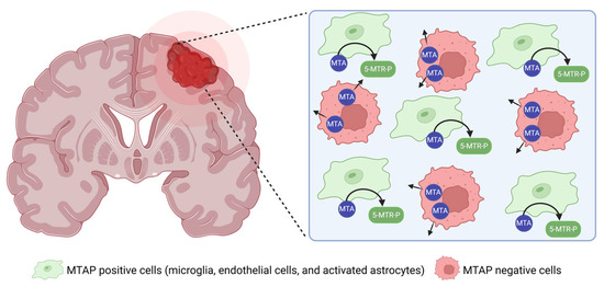 Exploiting Synthetic Lethality of PRMT5 for Precision Treatment of MTAP ...