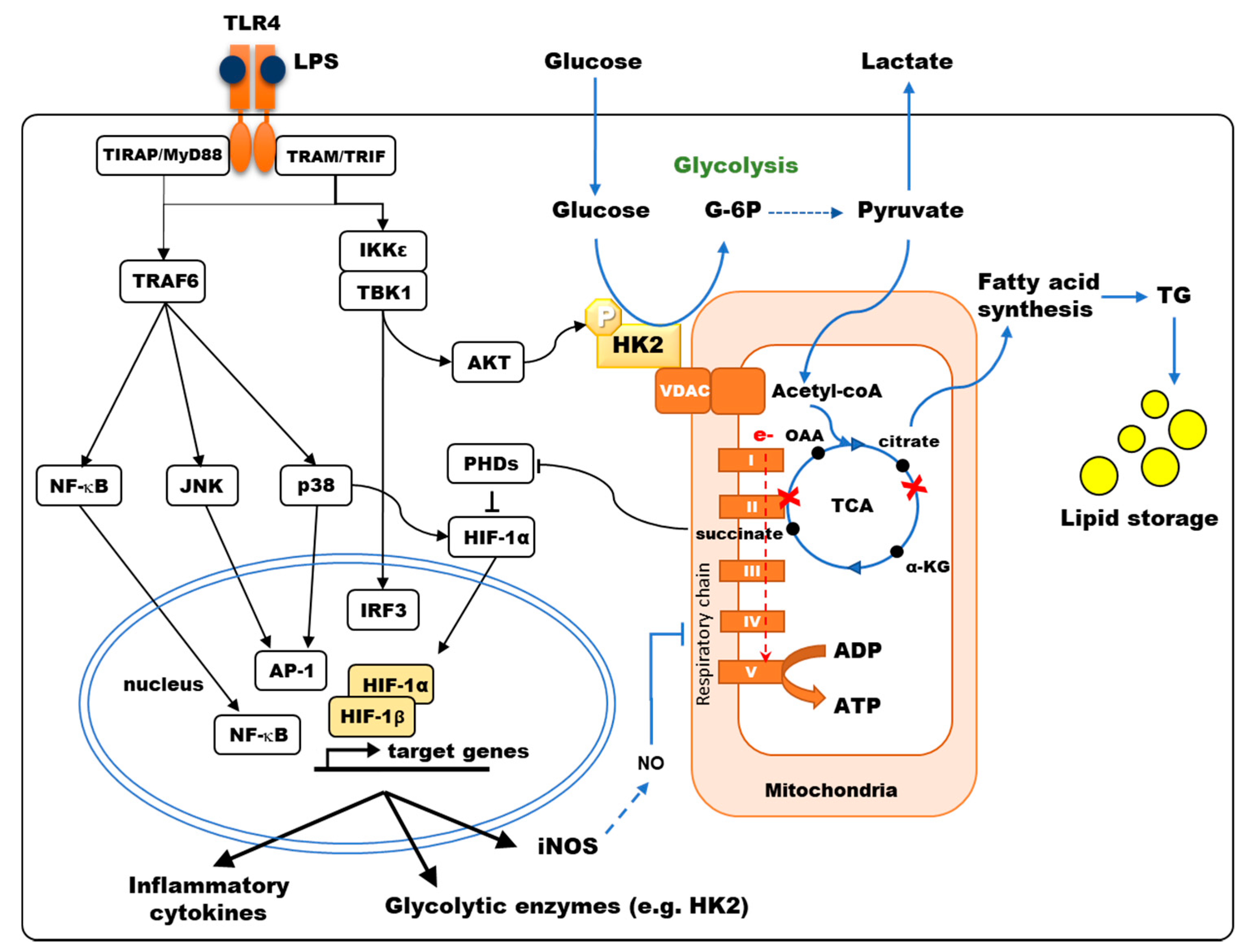 Enzymes And Their Genes Of Central Carbon Metabolism