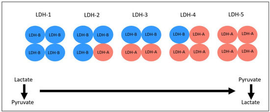 LDH Isotyping for Checkpoint Inhibitor Response Prediction in Patients ...