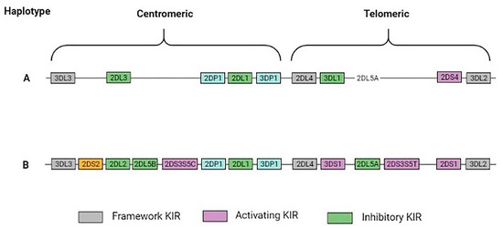 Role of KIR Receptor in NK Regulation during Viral Infections