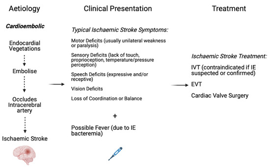 Endocarditis Pathophysiology