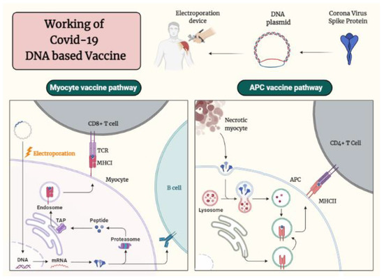 Immunological Mechanisms of Vaccine-Induced Protection against SARS-CoV-2 in Humans