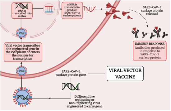 Immunological Mechanisms of Vaccine-Induced Protection against SARS-CoV ...