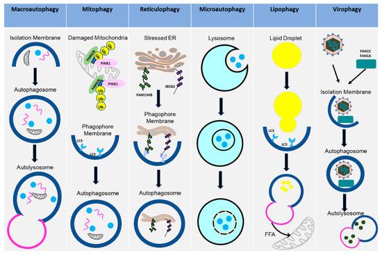 Autophagy in Virus Infection: A Race between Host Immune Response and ...