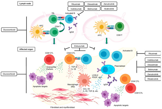 Immuno | Free Full-Text | Orchestration of Immune Cells Contributes to ...