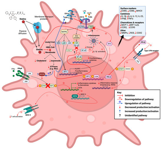 The Immunomodulatory Effects of Statins on Macrophages