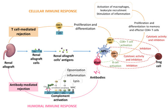 Role of the Immune System in Renal Transplantation, Types of Response ...