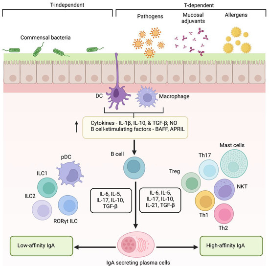 Harnessing Nasal Immunity with IgA to Prevent Respiratory Infections