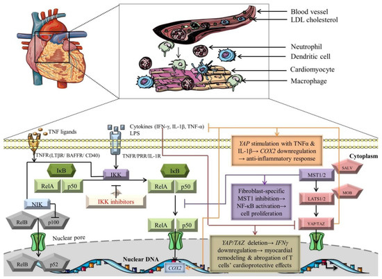 Signaling Pathways in Inflammation and Cardiovascular Diseases: An ...