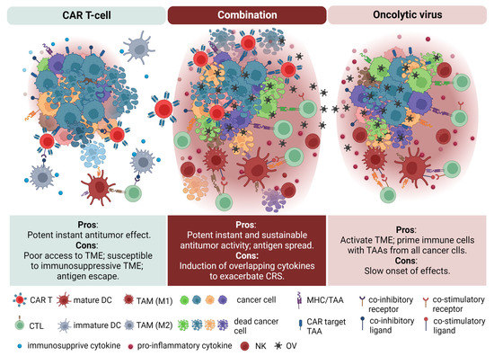 Combining CAR T Cell Therapy and Oncolytic Virotherapy for Pediatric ...