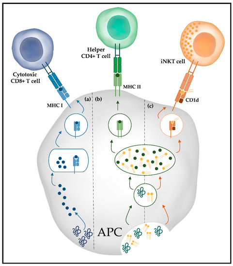 Mimicry of Tumour-Associated Carbohydrates: Is It a Promising Option ...