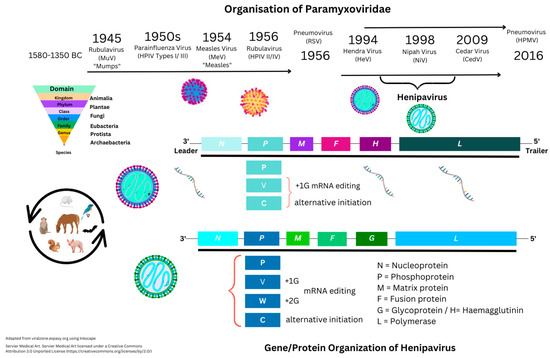 Immunopathogenesis of Nipah Virus Infection and Associated Immune Responses