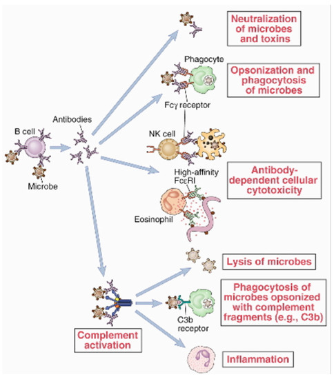 Monoclonal War: The Antibody Arsenal and Targets for Expanded Application
