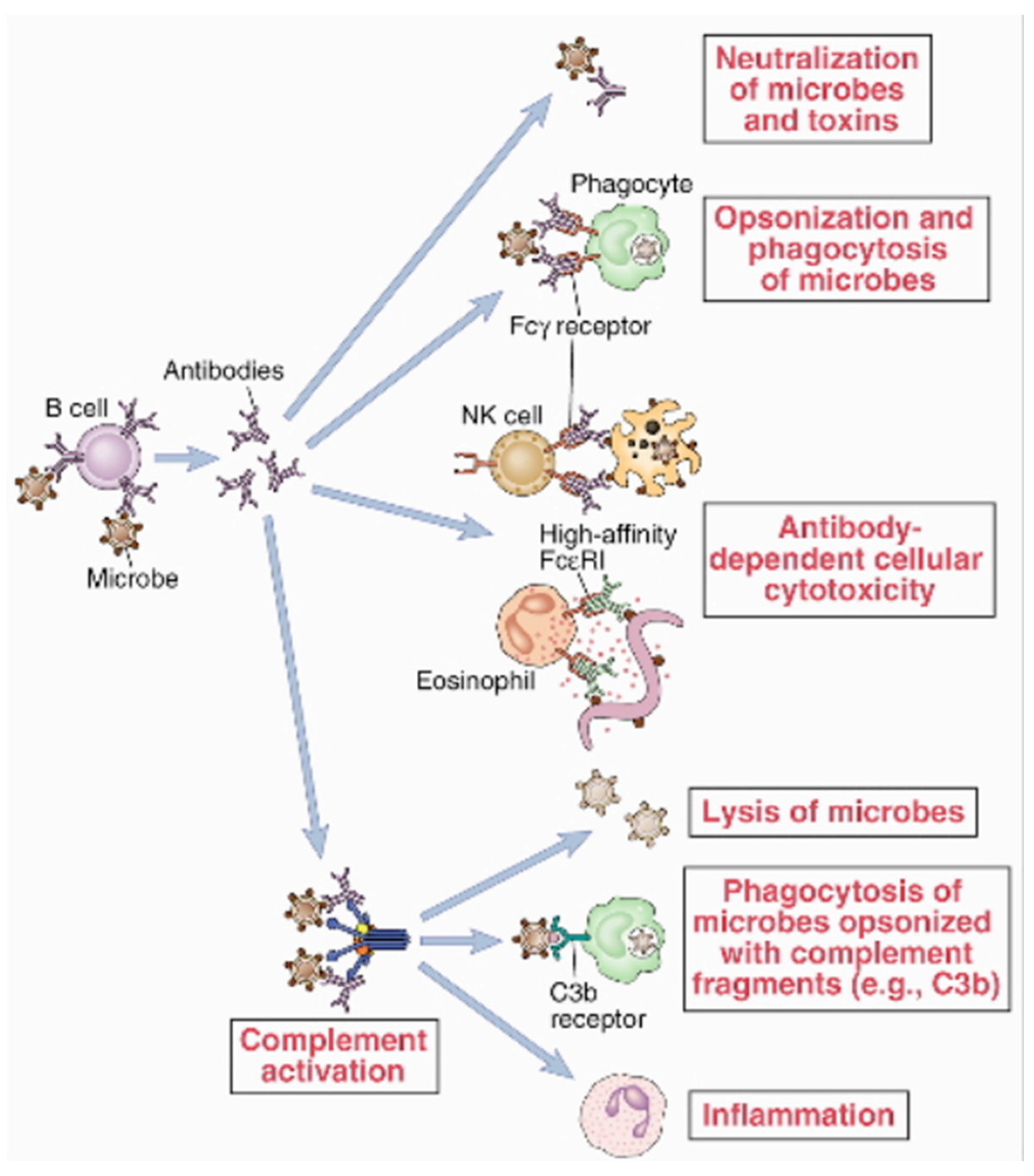Antibodies Immune System