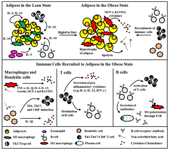 Exploring the Interplay between Fatty Acids, Inflammation, and Type 2 ...