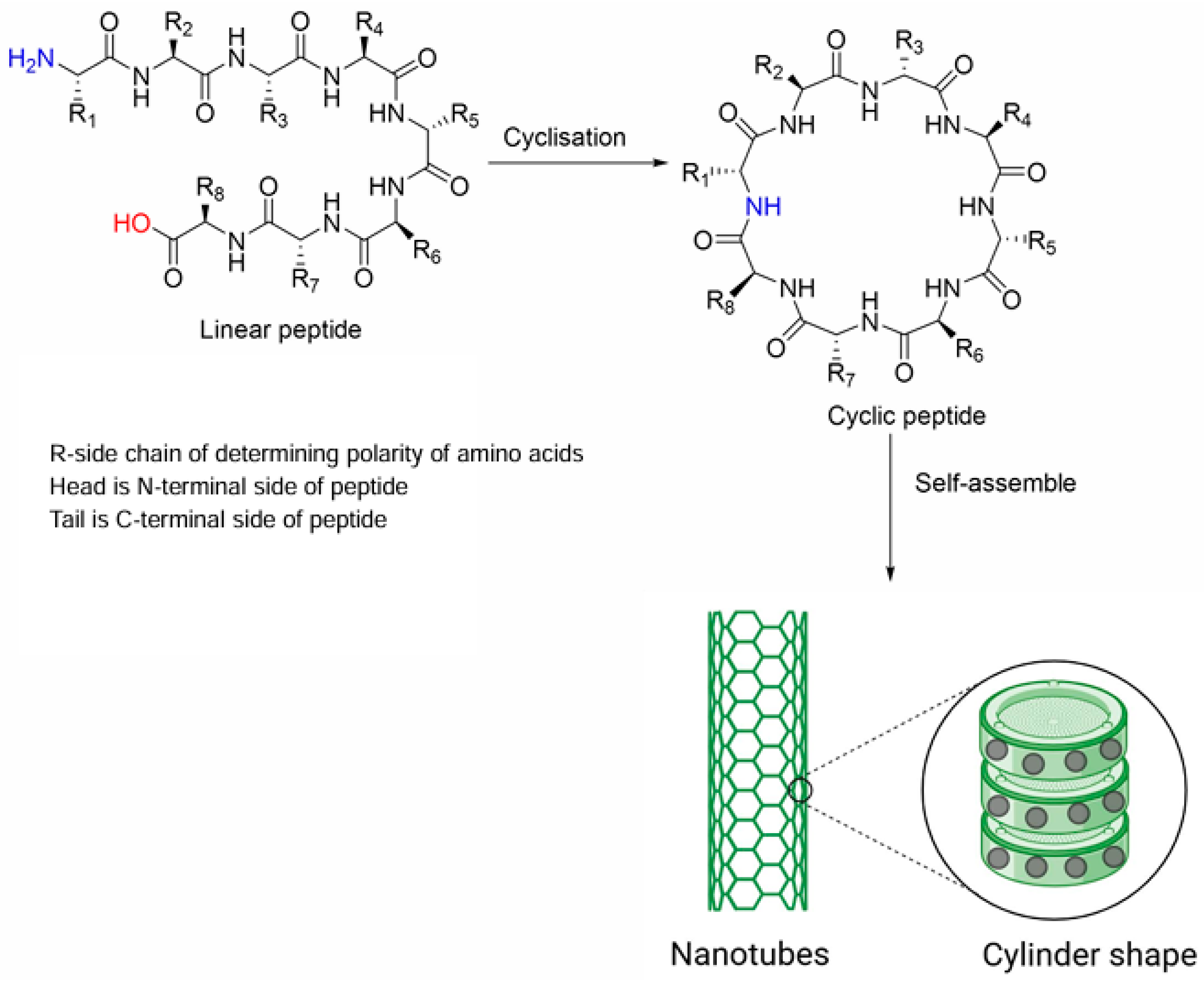 Self-Assembling Peptides for Vaccine Adjuvant Discovery