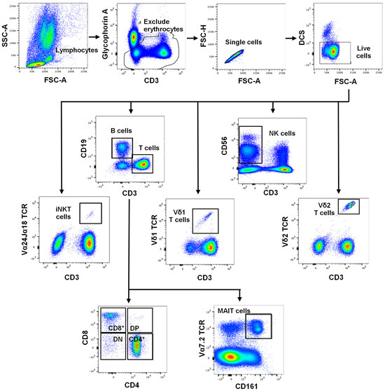 Dynamics of Peripheral Lymphocyte Subsets from Birth until Old Age