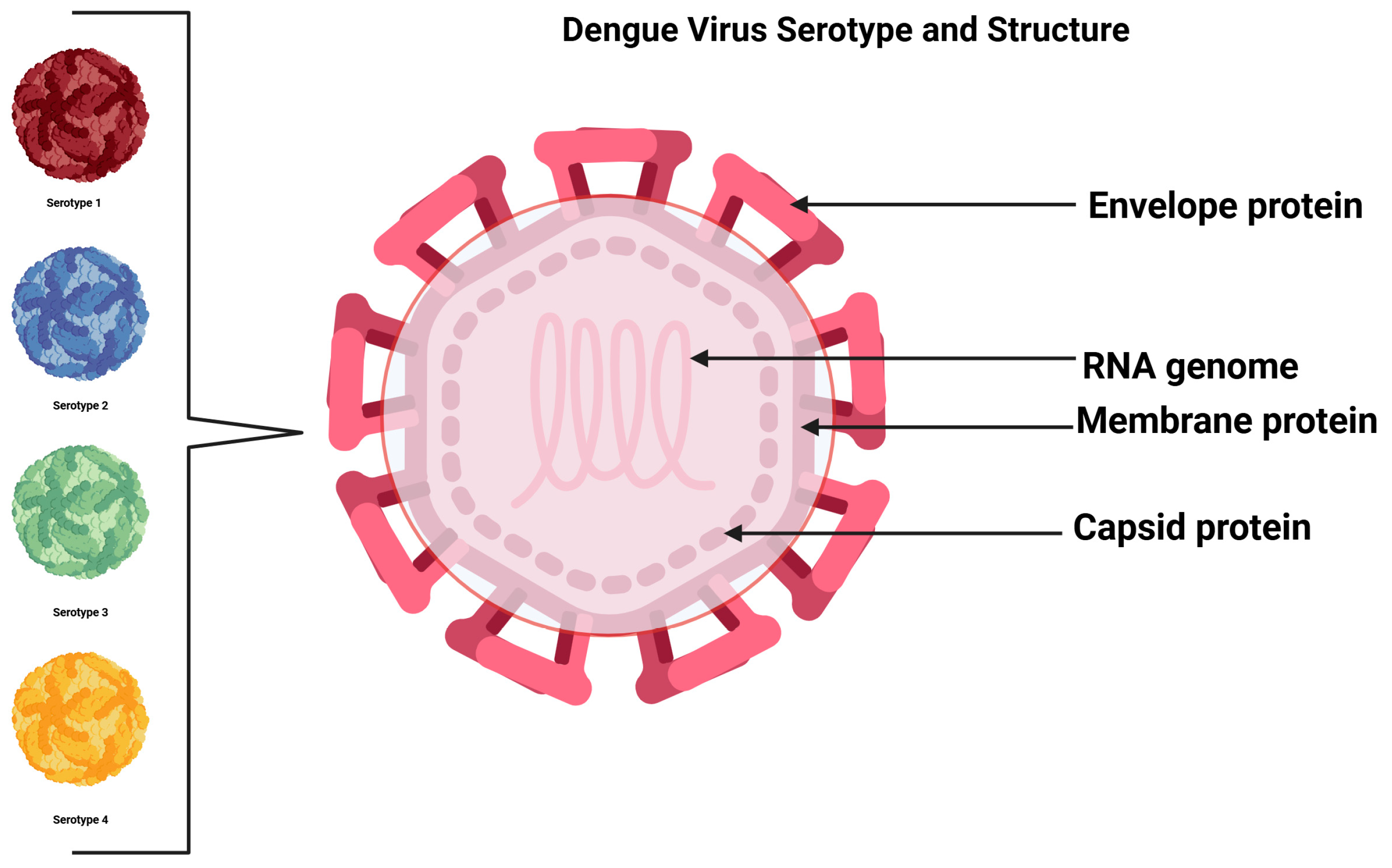 Host Immune Response to Dengue Virus Infection: Friend or Foe?