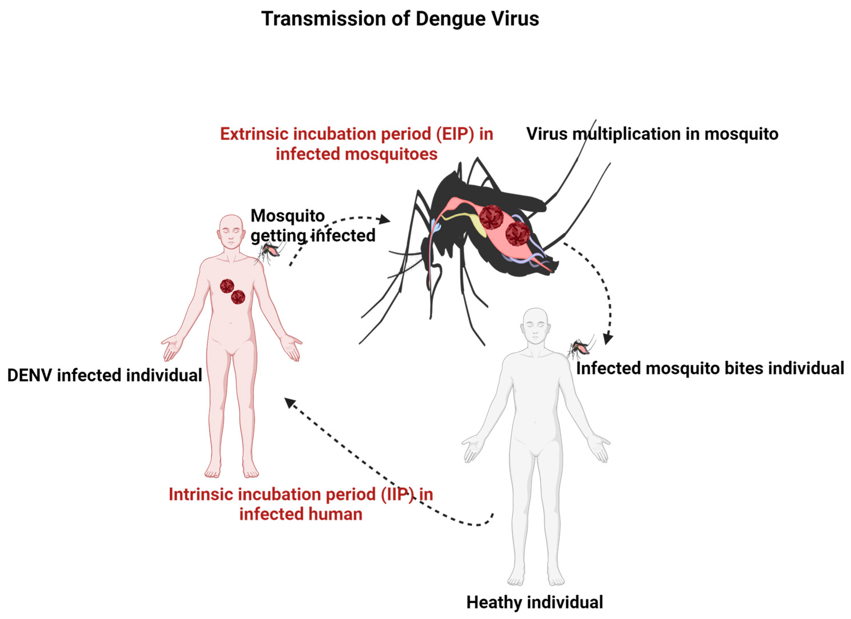 Host Immune Response to Dengue Virus Infection: Friend or Foe?