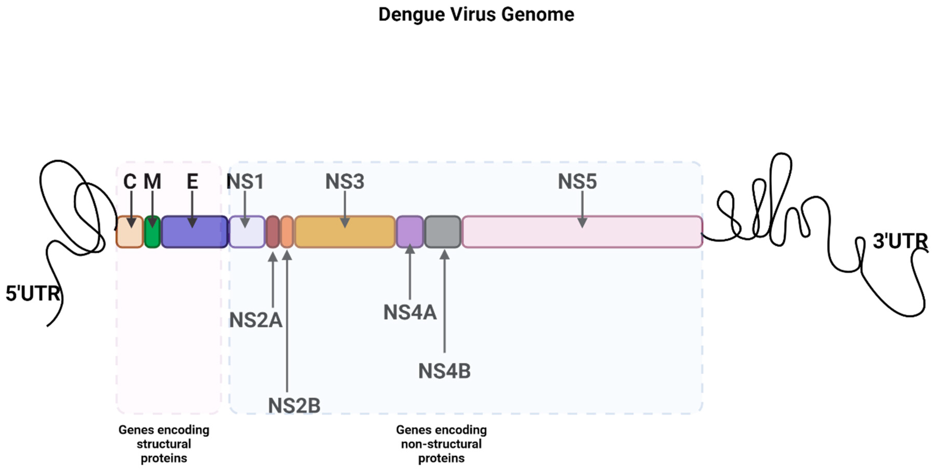 Host Immune Response to Dengue Virus Infection: Friend or Foe?