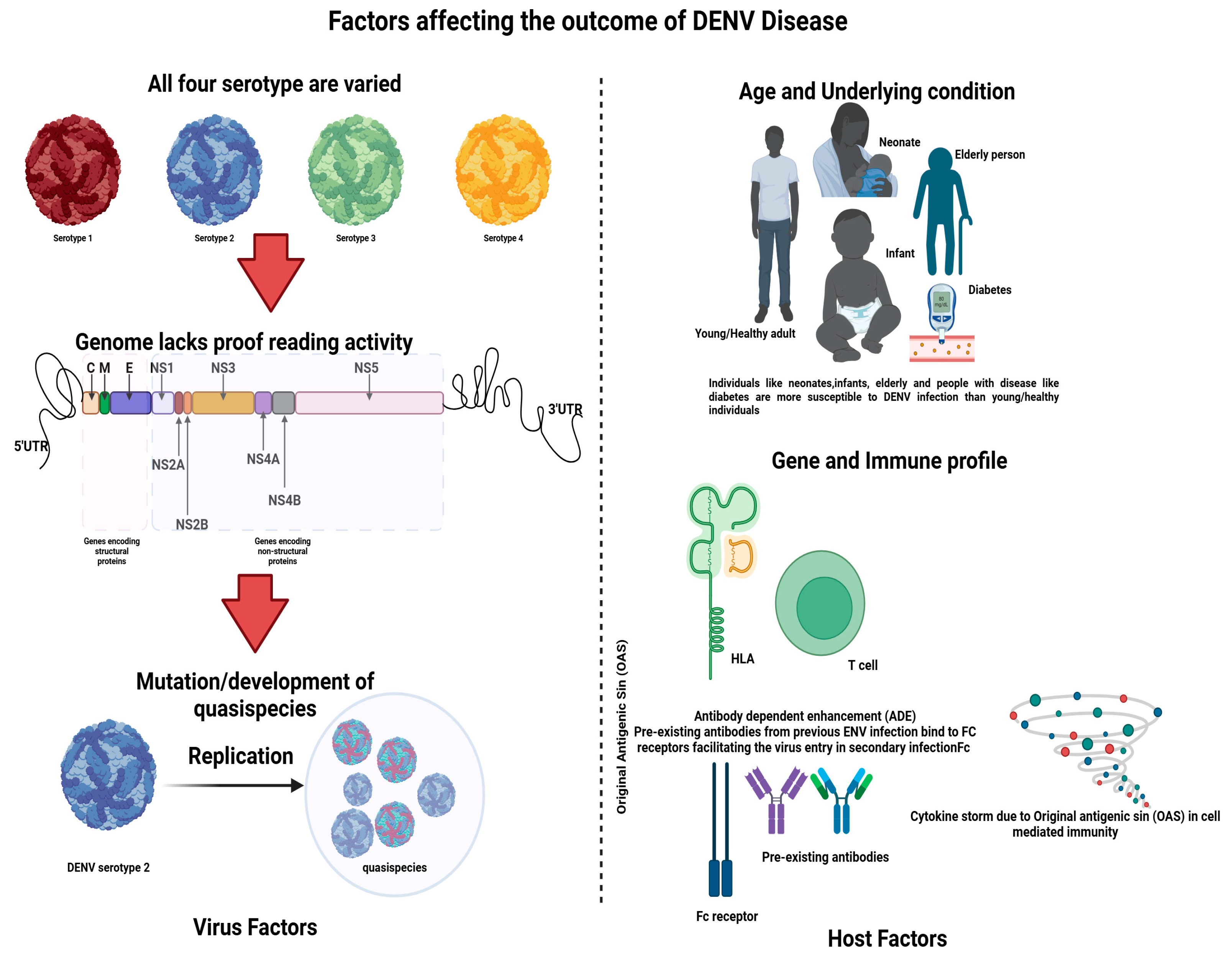 Host Immune Response to Dengue Virus Infection: Friend or Foe?