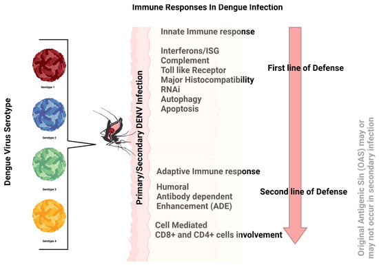 Host Immune Response to Dengue Virus Infection: Friend or Foe?