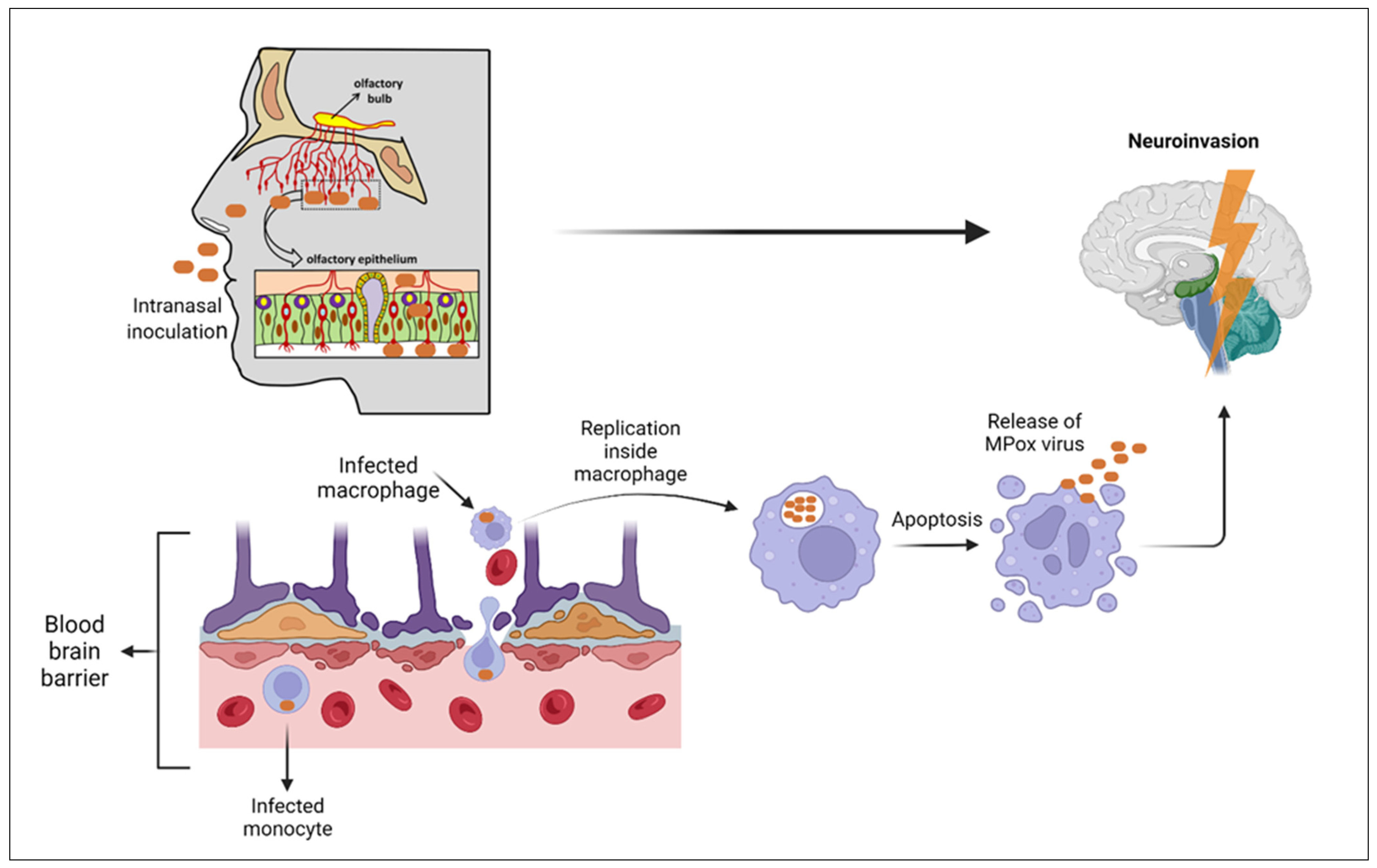 Mpox Virus Infection and Vaccination: Immunopathogenesis and Exploring ...
