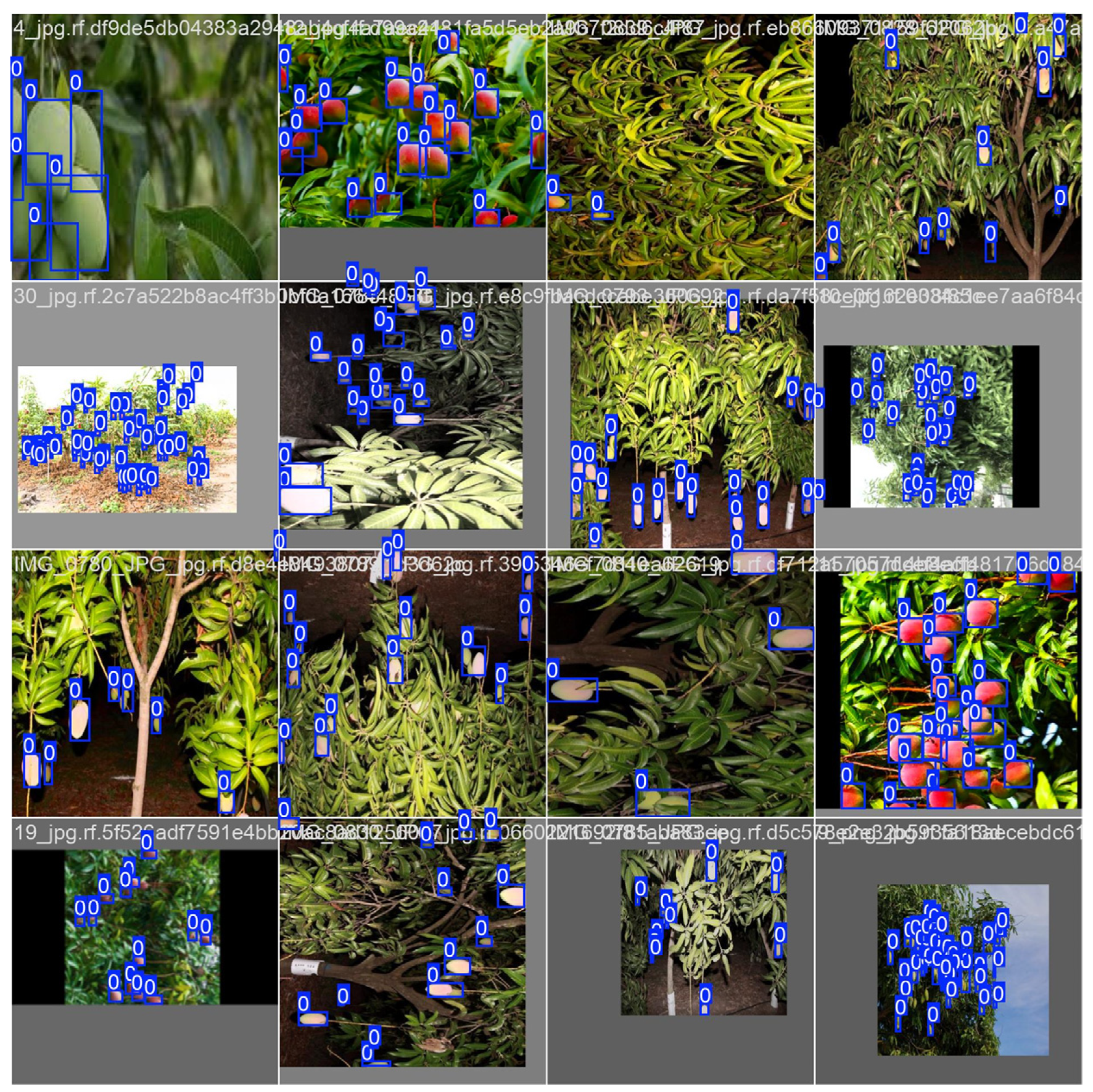 Estimation of Mango Fruit Production Using Image Analysis and Machine Learning Algorithms