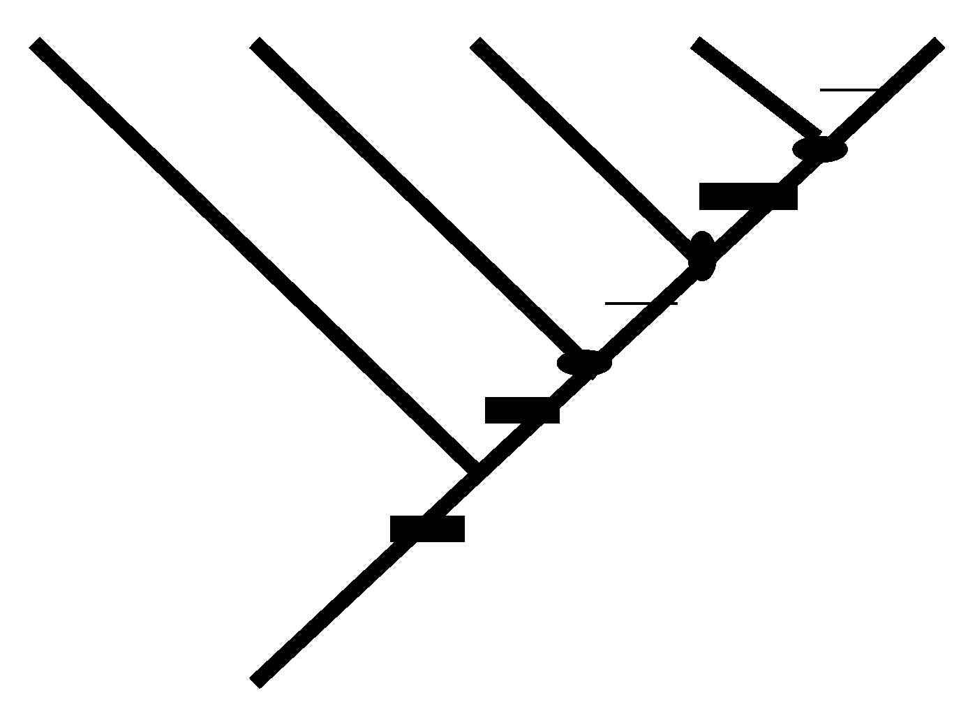 Information and Phylogenetic Systematic Analysis
